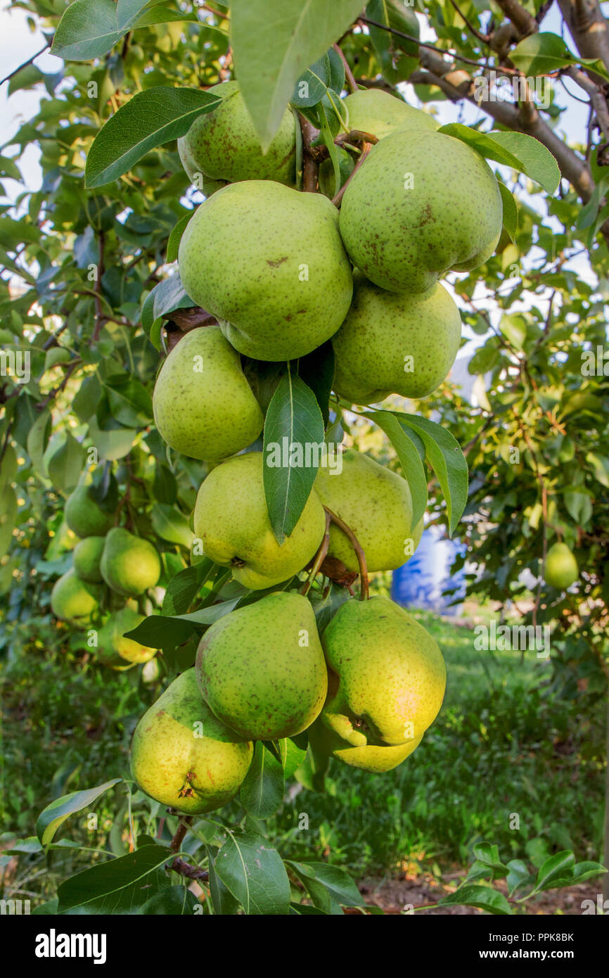 Photo of green pears on a pear tree branch. Abundant fruiting Stock ...