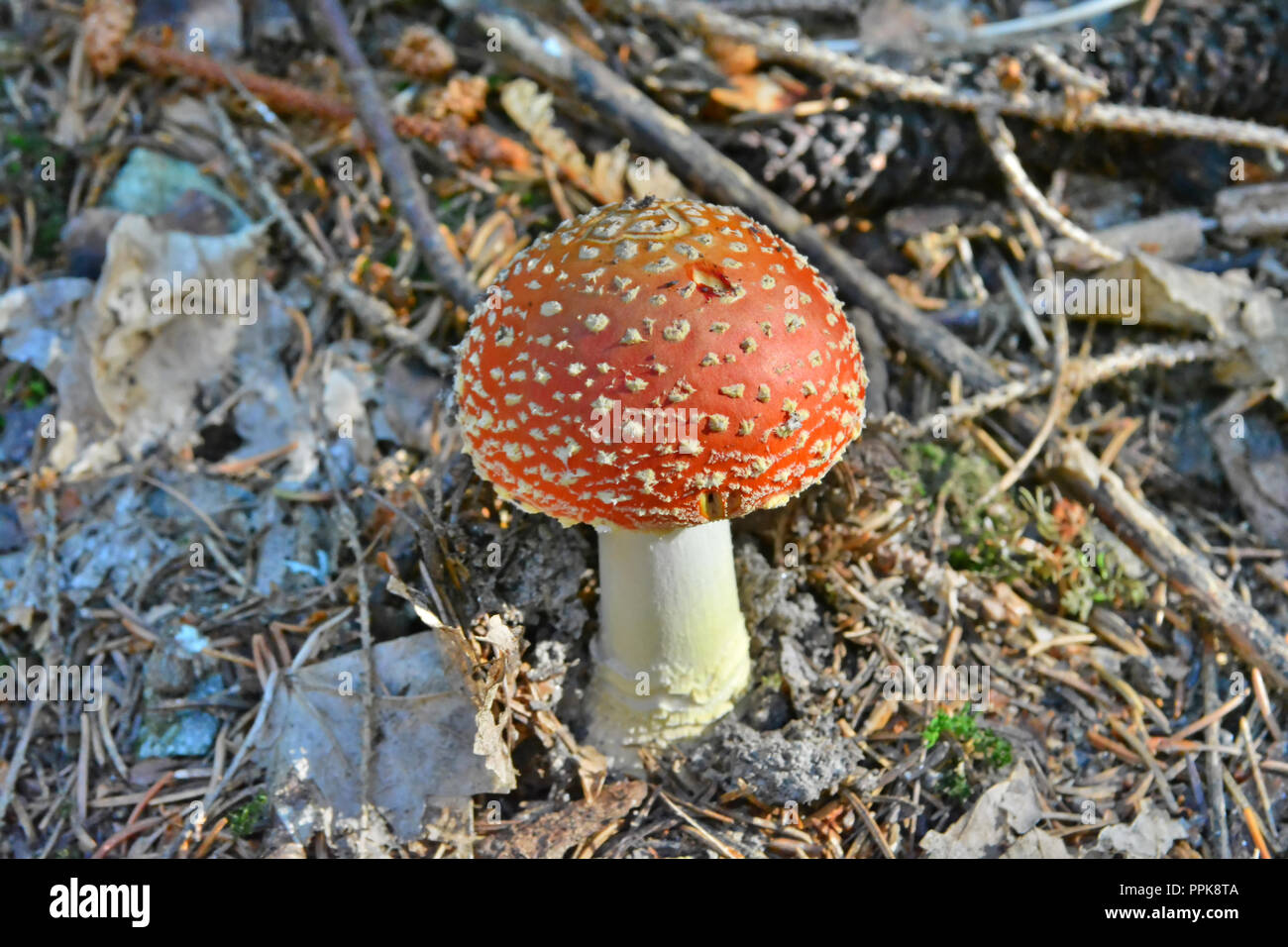 The Amanite Muscaria otherwise known as the Fly Agaric, source of the ...