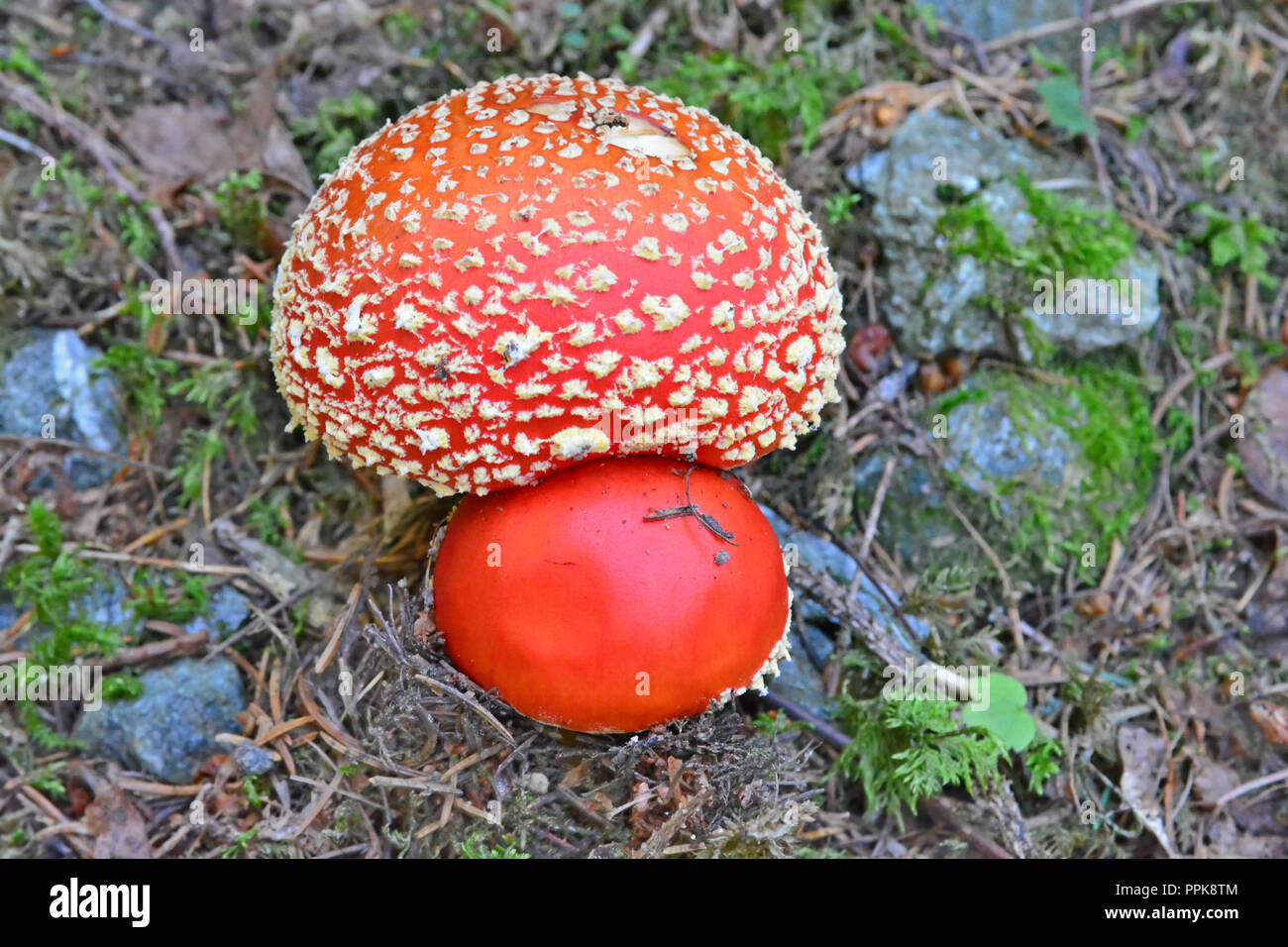 A mature Amanite Muscaria otherwise known as the Fly Agaric, source of ...
