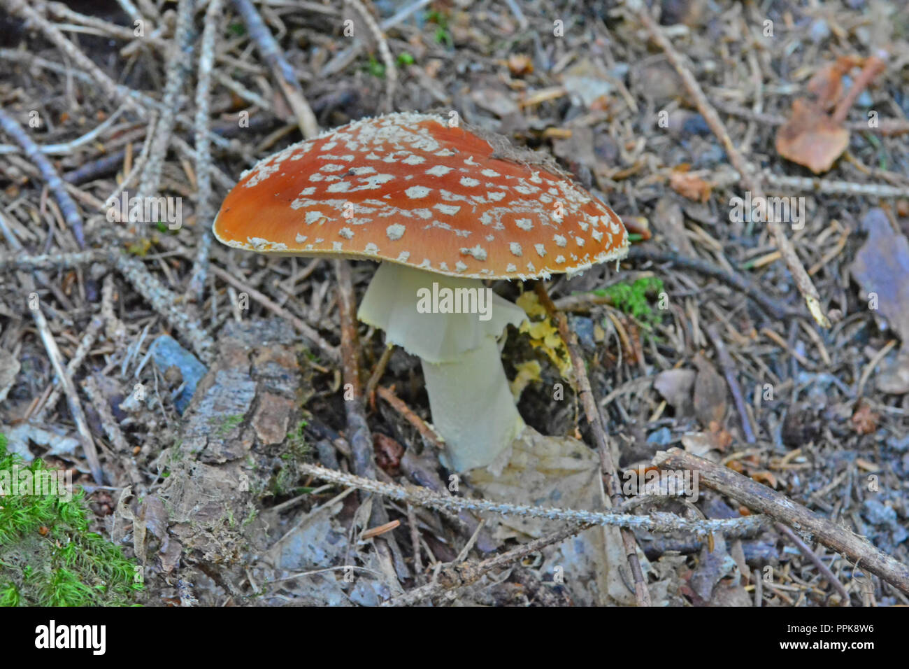 The Amanite Muscaria otherwise known as the Fly Agaric, source of the ...