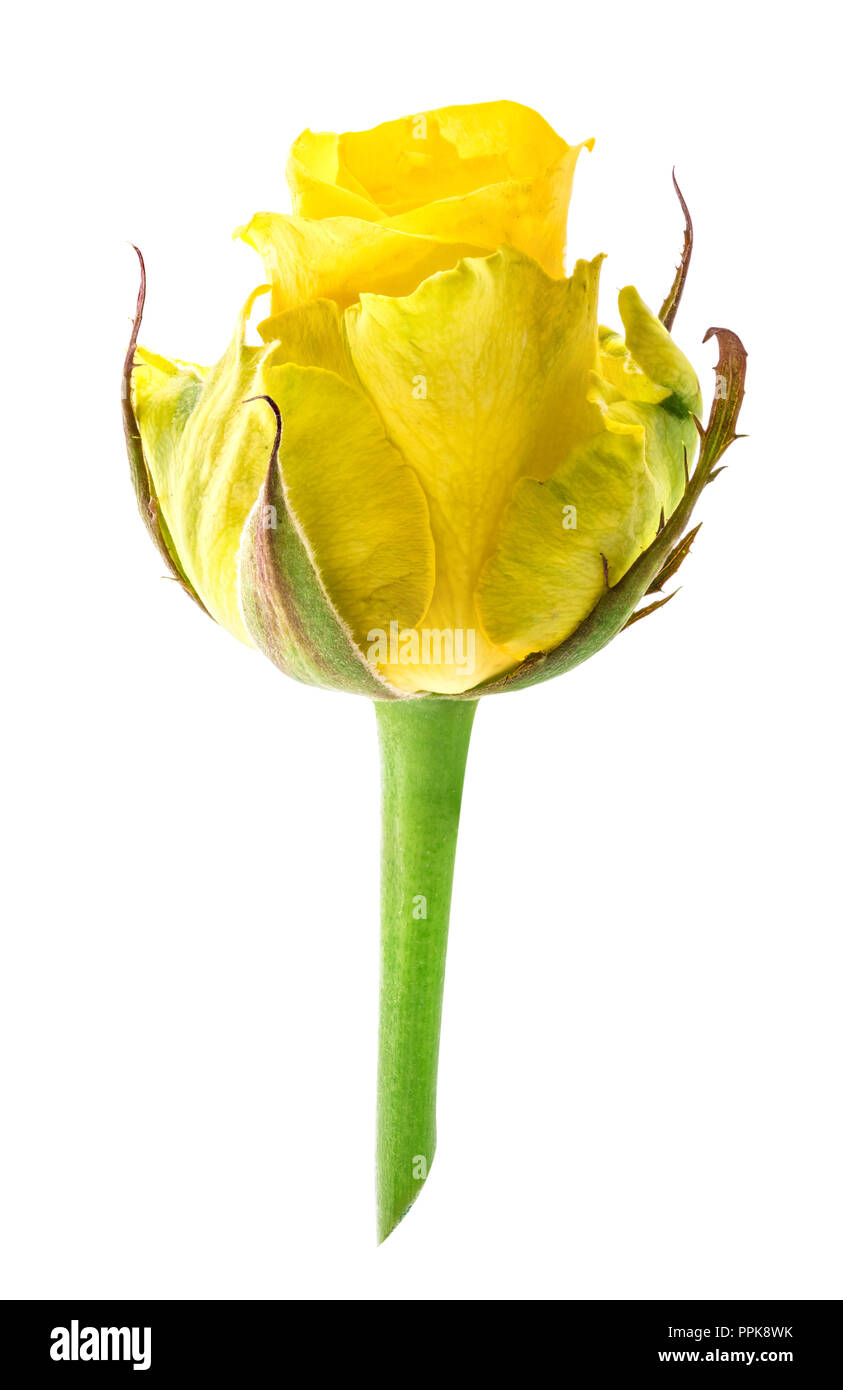 Yellow rose isolated on white background Stock Photo - Alamy