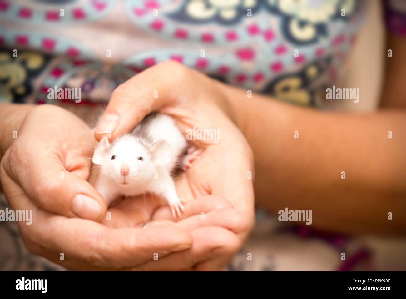 Female hands holding small rat Stock Photo - Alamy