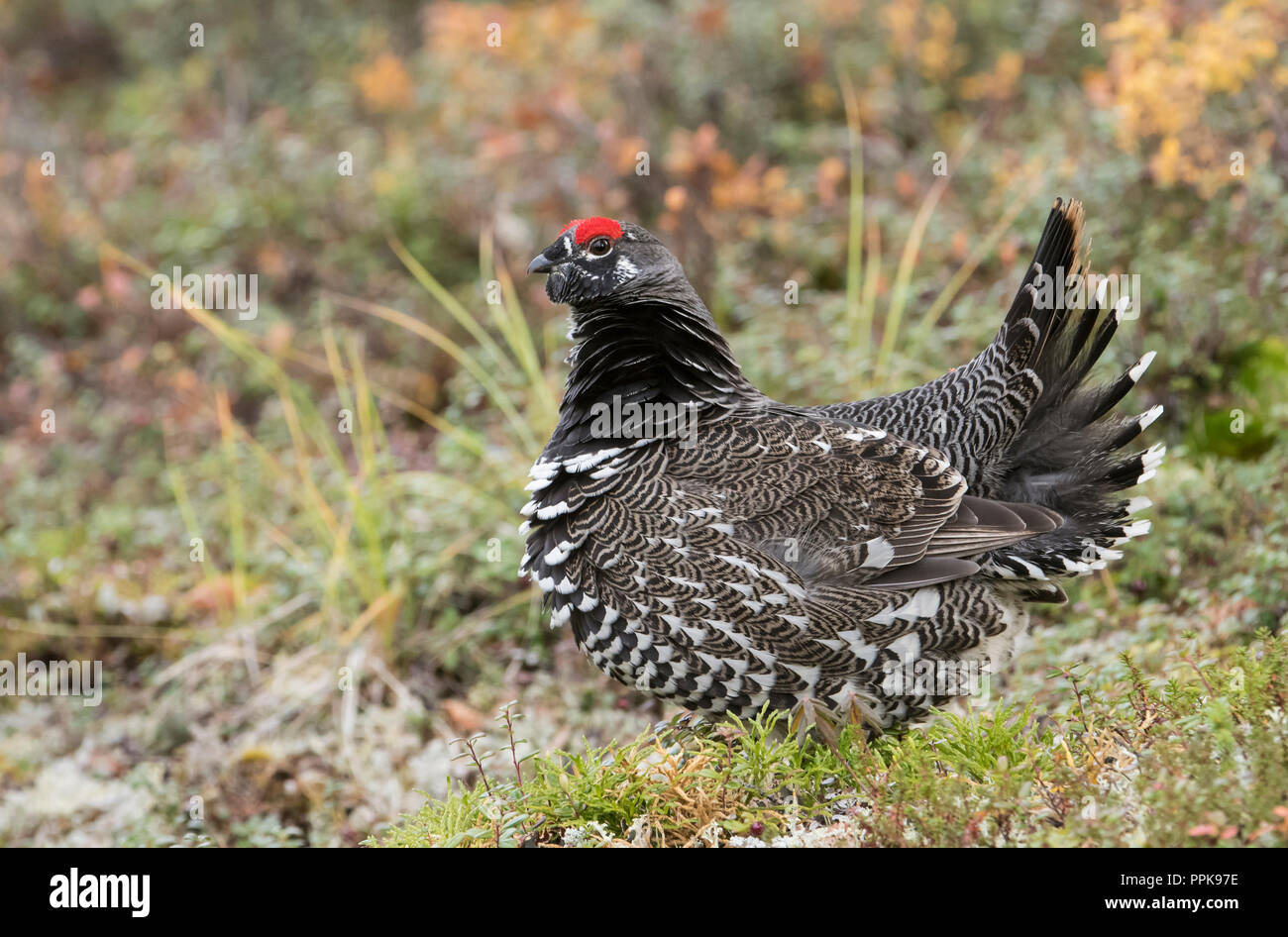 Spruce grouse, Denali National Park, Alaska, Autumn, Male Display Stock ...