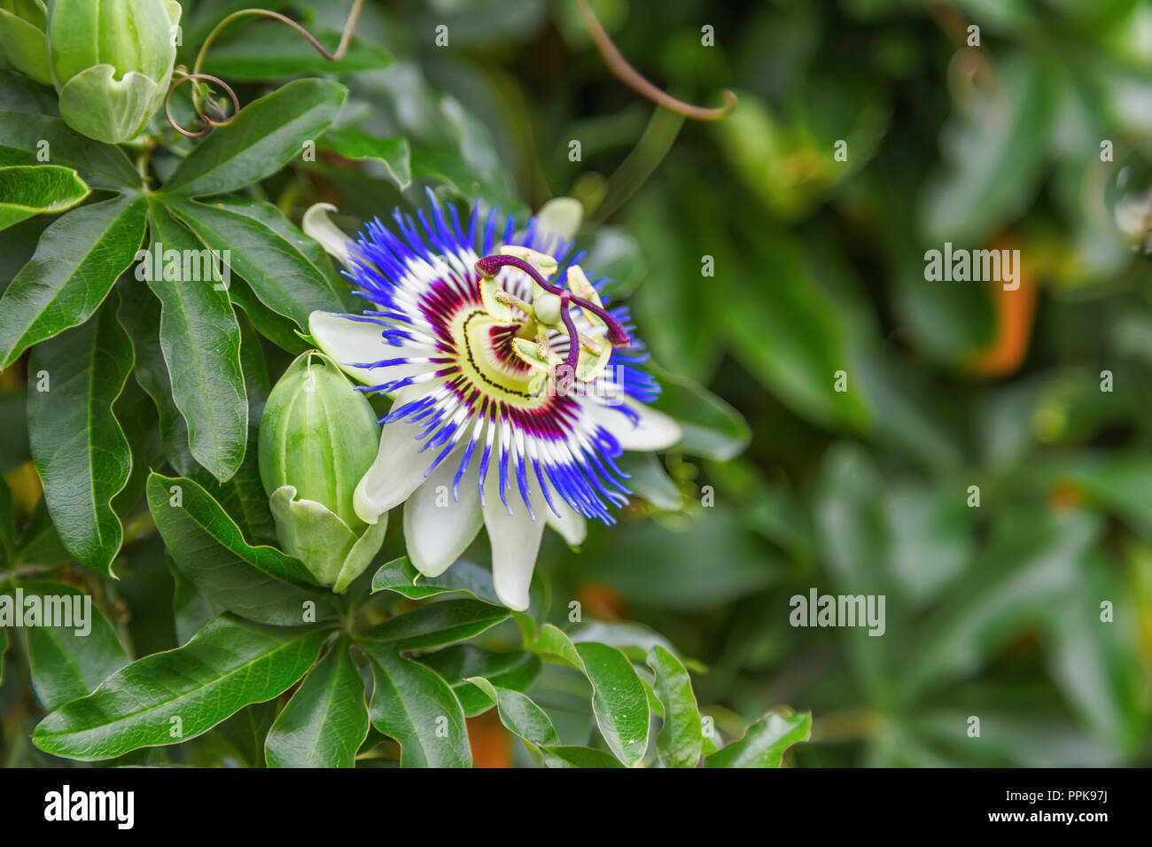 Passionflower leaves and fruit hi-res stock photography and images - Alamy