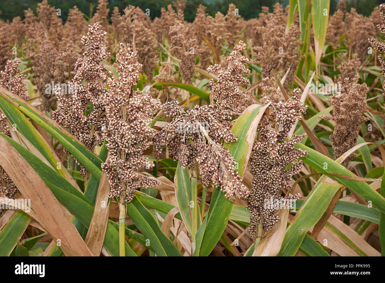 Sorghum bicolor crop Stock Photo - Alamy