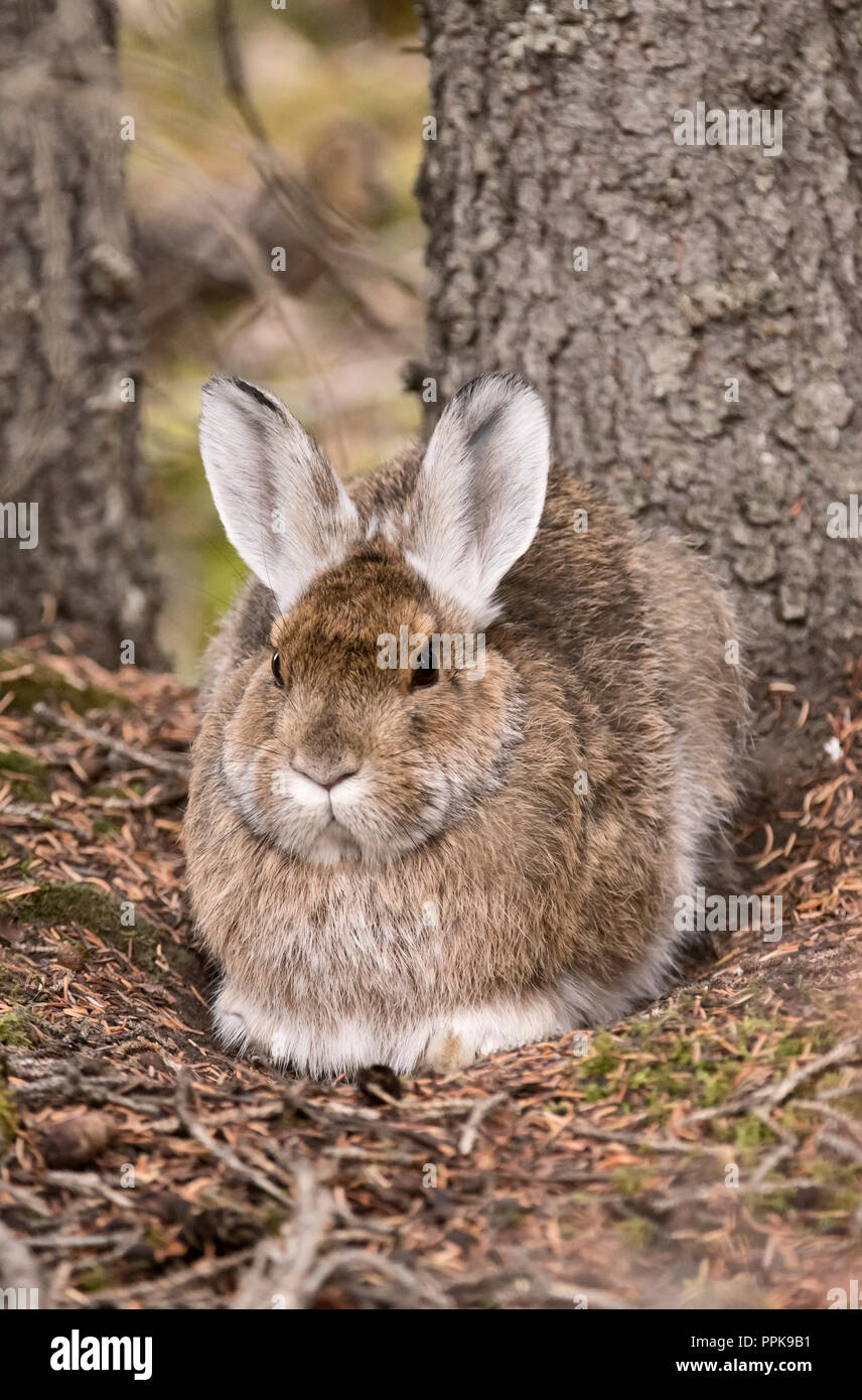 Arctic hare alaska hi-res stock photography and images - Alamy