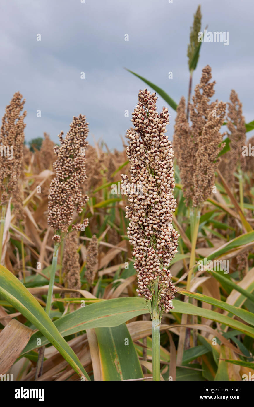 Sorghum bicolor crop Stock Photo - Alamy