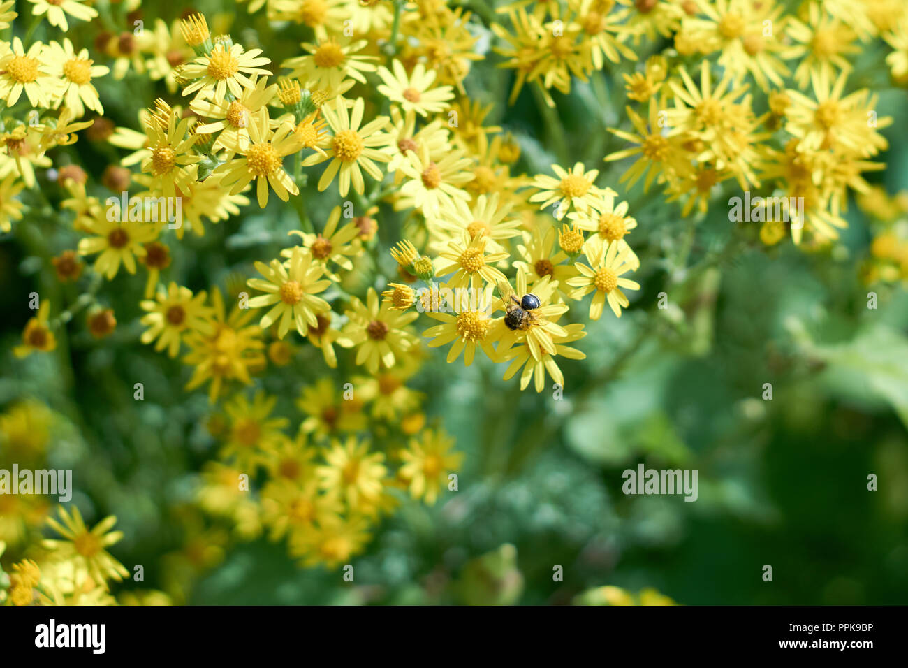 Multiple small flowers hi-res stock photography and images - Alamy