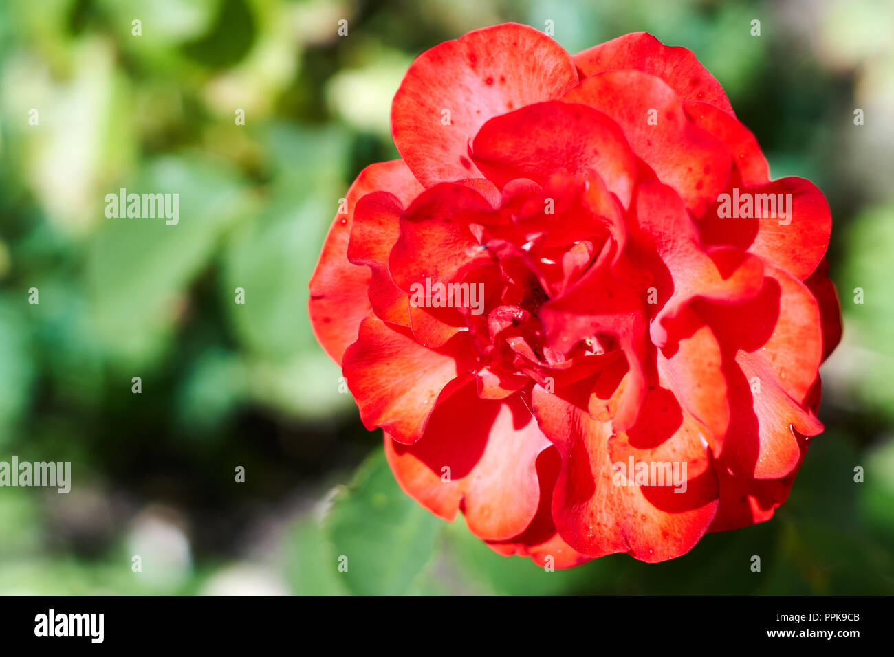 Full bloom red rose hi-res stock photography and images - Alamy