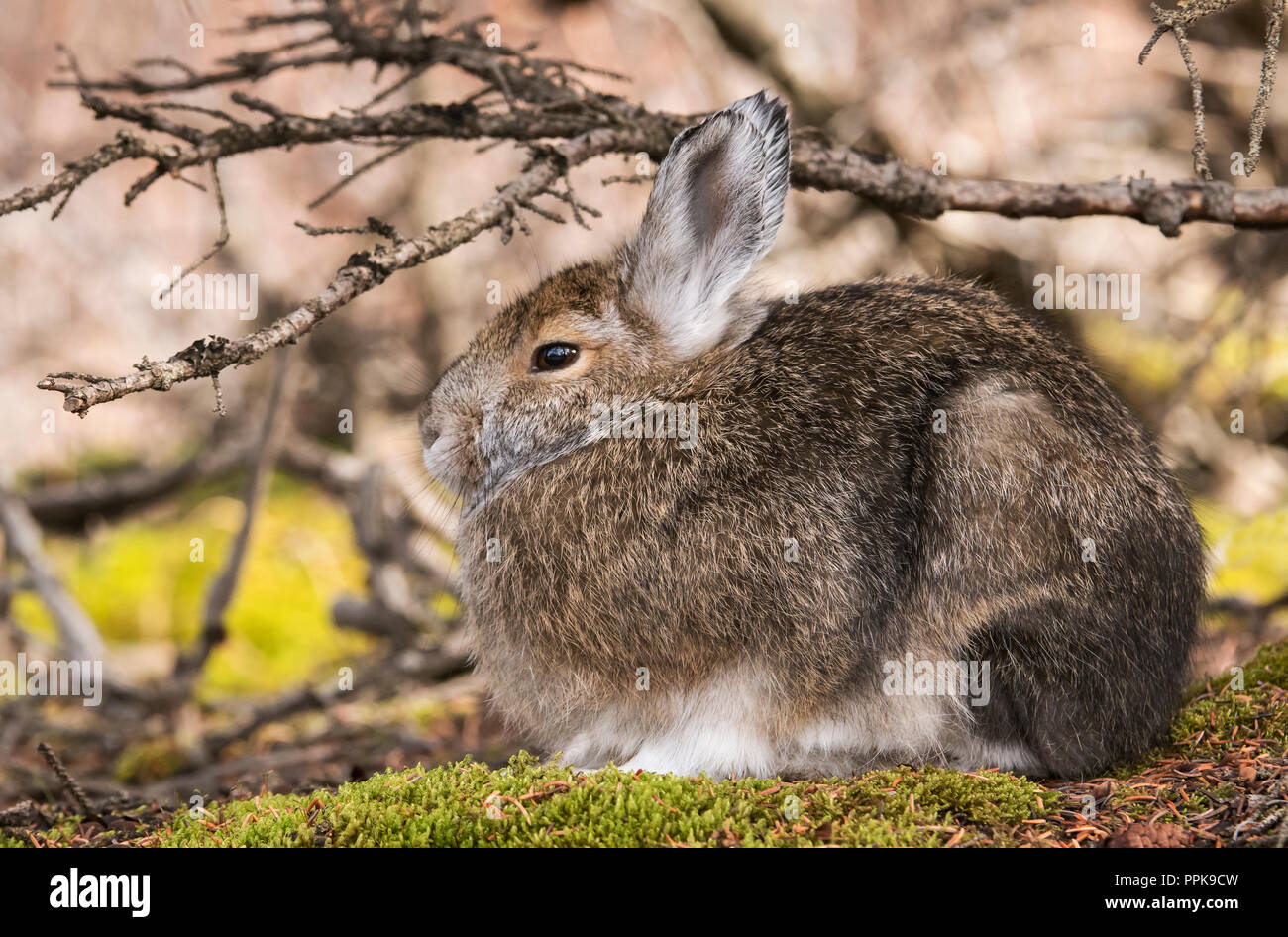 Arctic hare alaska hi-res stock photography and images - Alamy