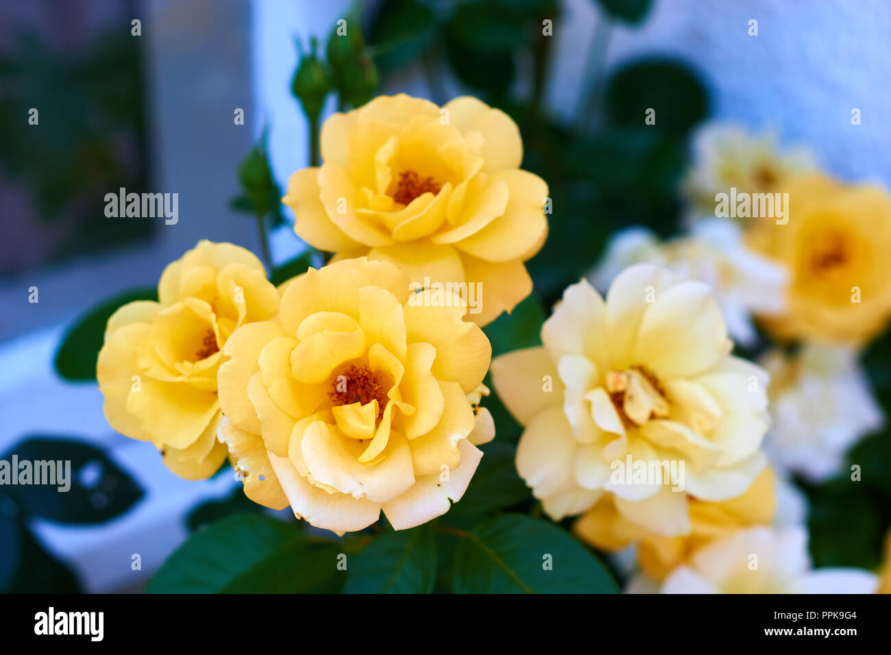 Beautiful bright rose flowers hi-res stock photography and images - Alamy