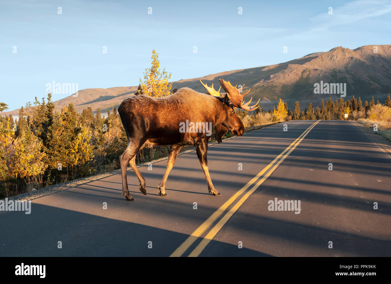 Moose, Bull, Autumn, Denali National Park, Alaska Stock Photo - Alamy