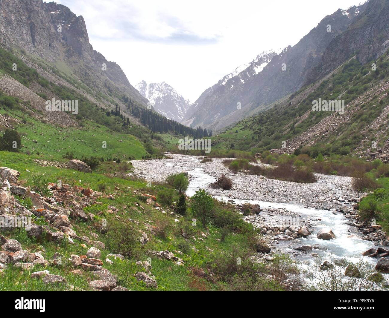 Archa tree hi-res stock photography and images - Alamy