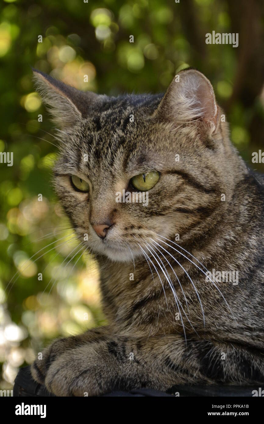 Tiger expression hi-res stock photography and images - Alamy