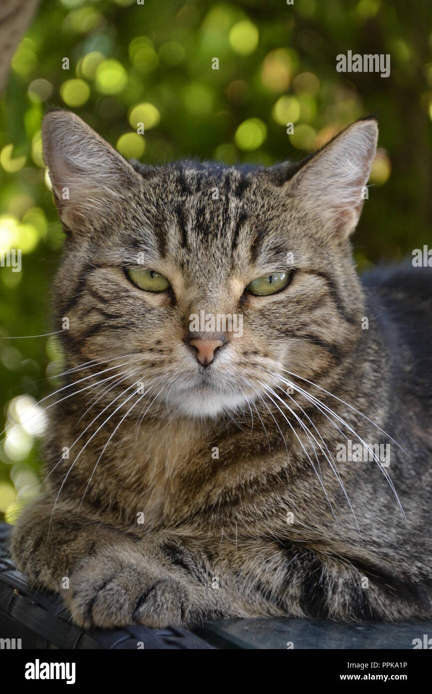 Tiger eyes illustration hi-res stock photography and images - Alamy