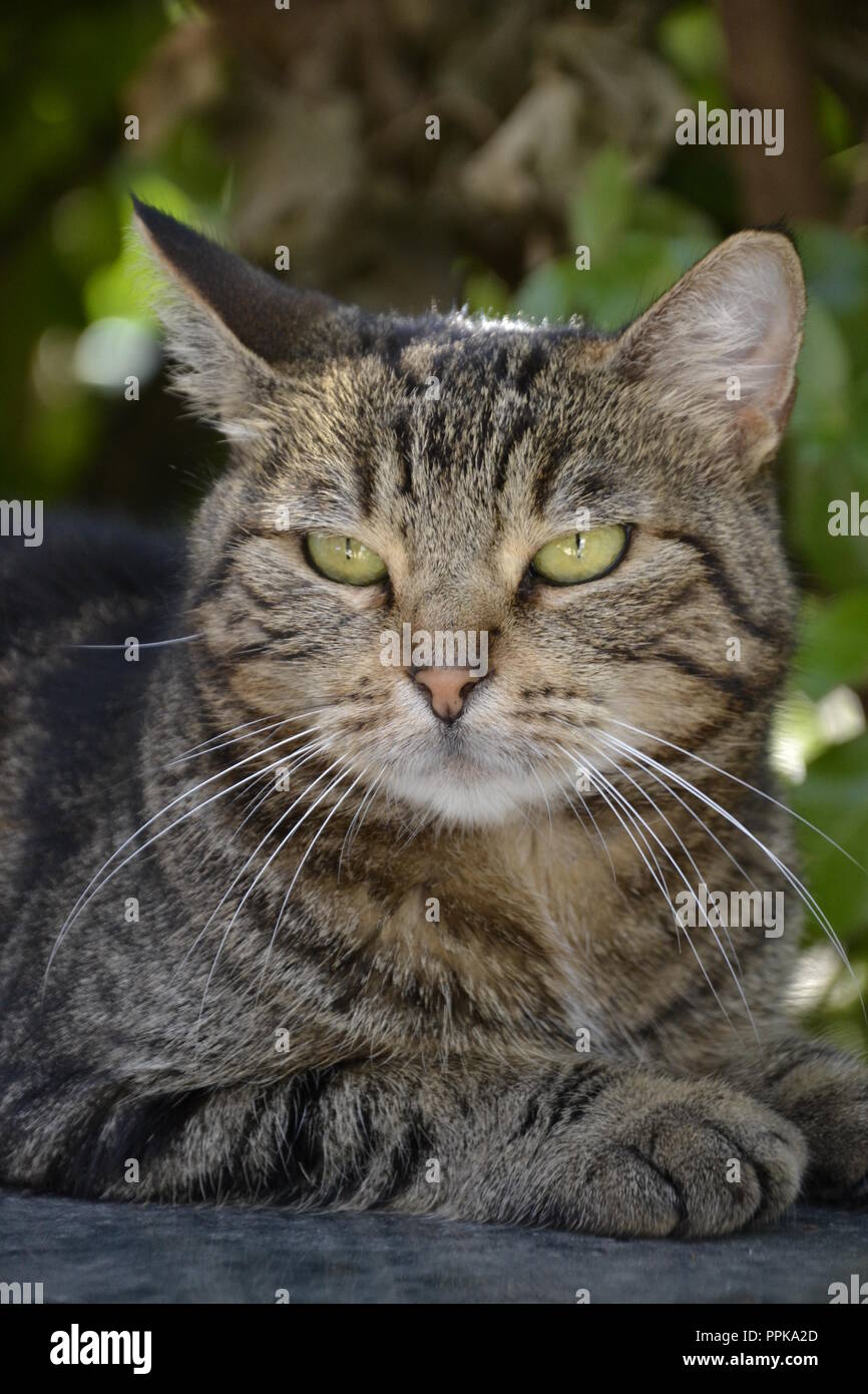 Chat tigre hi-res stock photography and images - Alamy