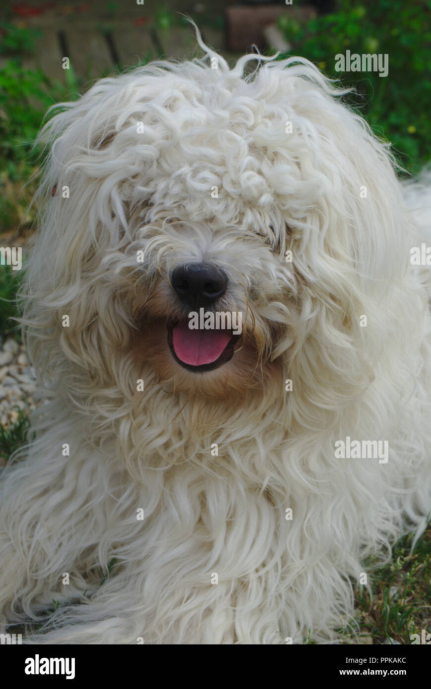 Dog With Curly White Hair High Resolution Stock Photography and Images ...
