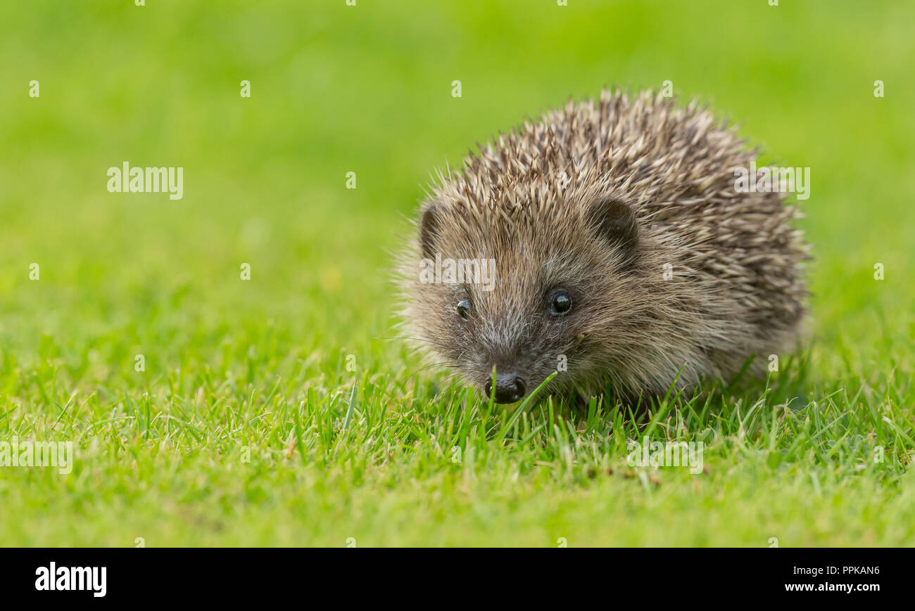 Wild, native hedgehog foraging in hedgehog friendly garden. Taken ...