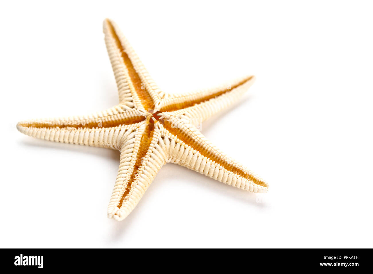 starfish isolated on white background Stock Photo - Alamy