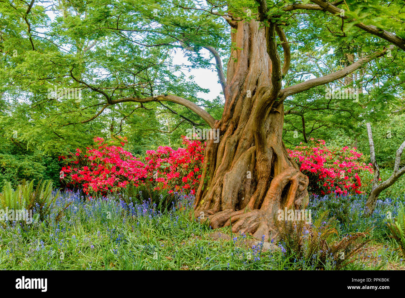 Dawn redwood tree hi-res stock photography and images - Alamy