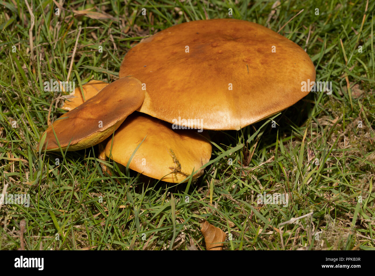 Larch Bolete Fungi clump, UK Stock Photo - Alamy