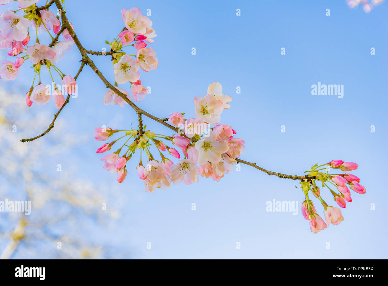 Cherry blossoms vancouver hi-res stock photography and images - Alamy