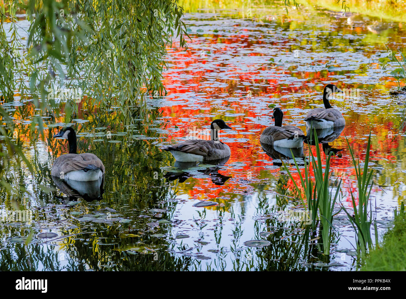 Canada Geese in pond with reflected Fall colour, VanDusen Botanical ...