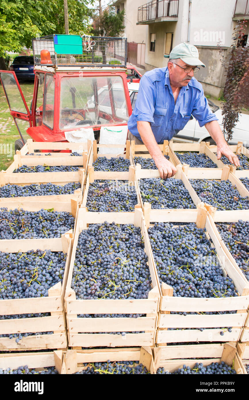 Unloading of the grapes hi-res stock photography and images - Alamy
