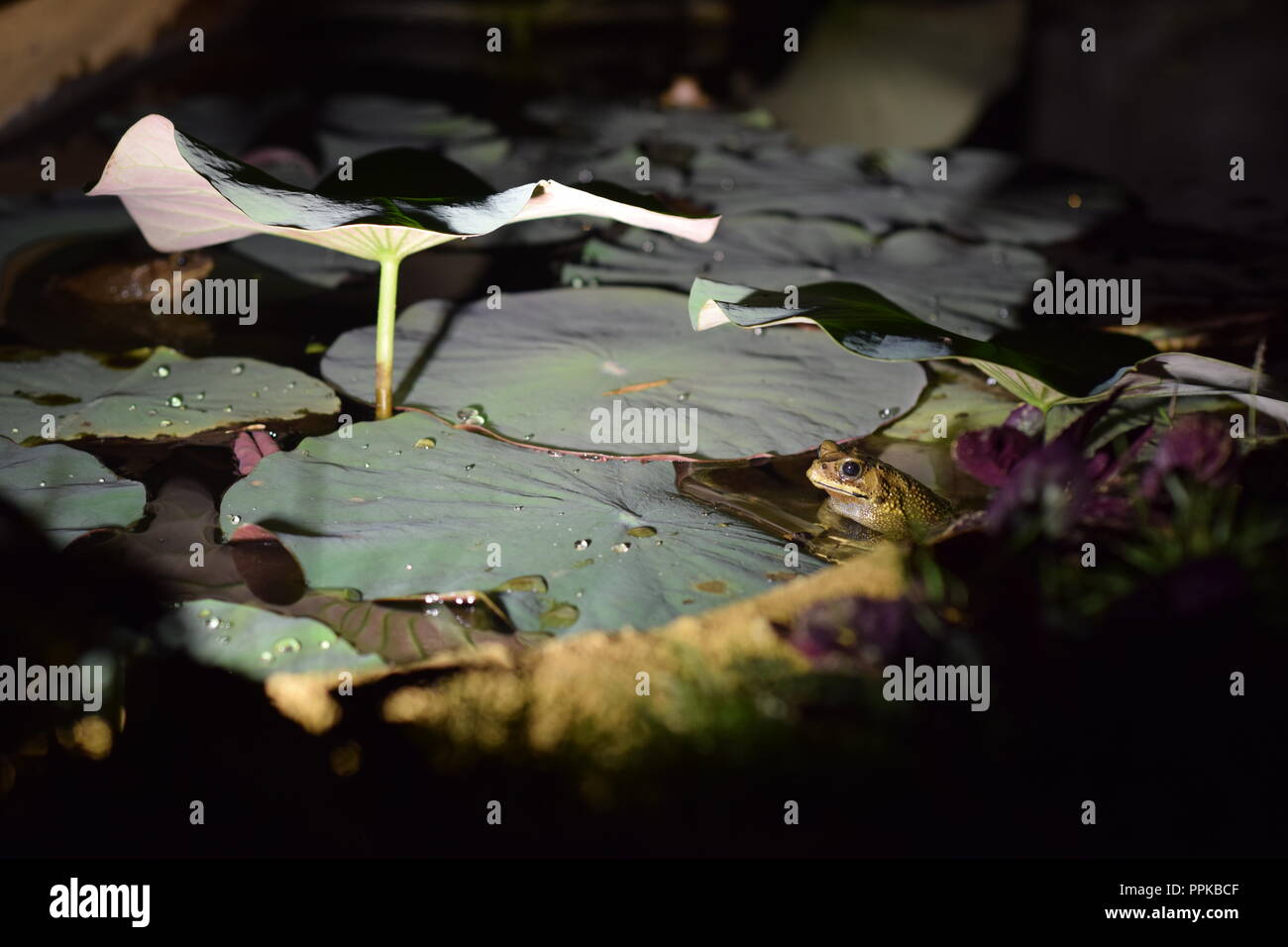 Toad in the backyard at night Stock Photo - Alamy