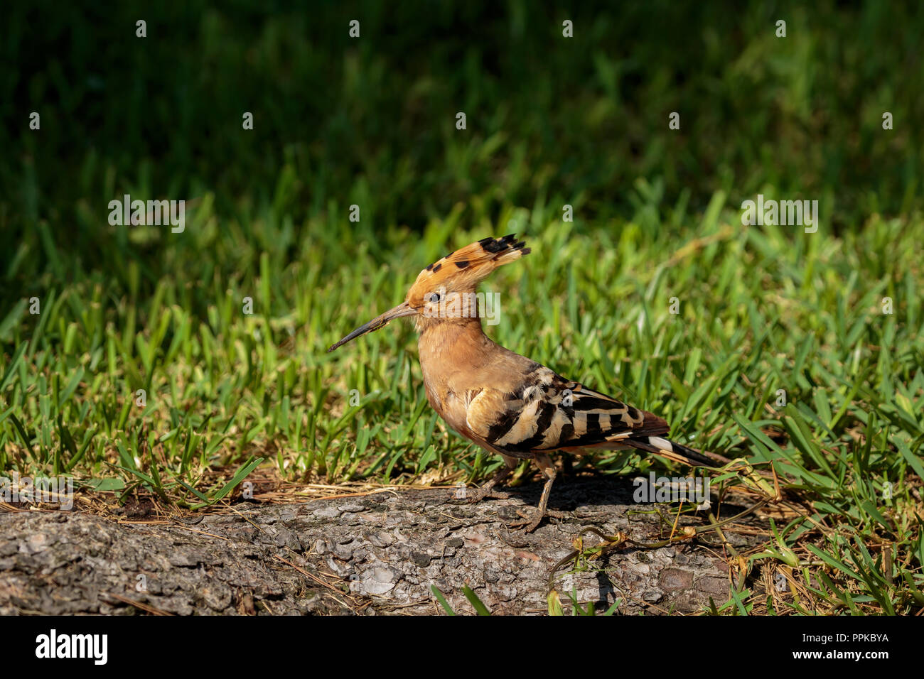 Common Hoopoe High Resolution Stock Photography and Images - Alamy