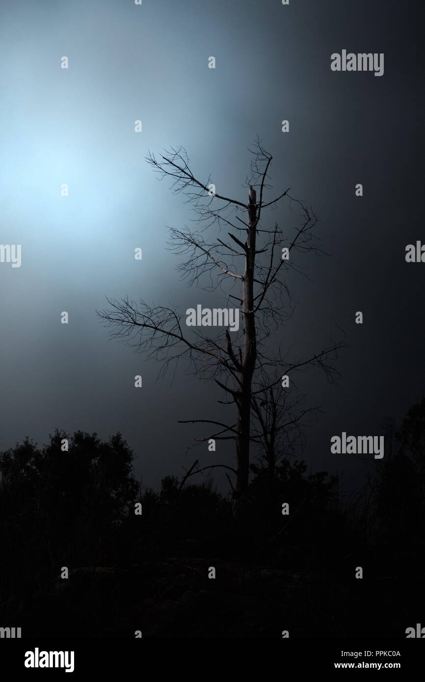 Tree of the sad night hi-res stock photography and images - Alamy