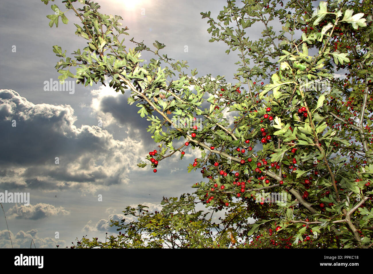Beautiful storm clouds with sunlight, green tree with red fruit of the ...
