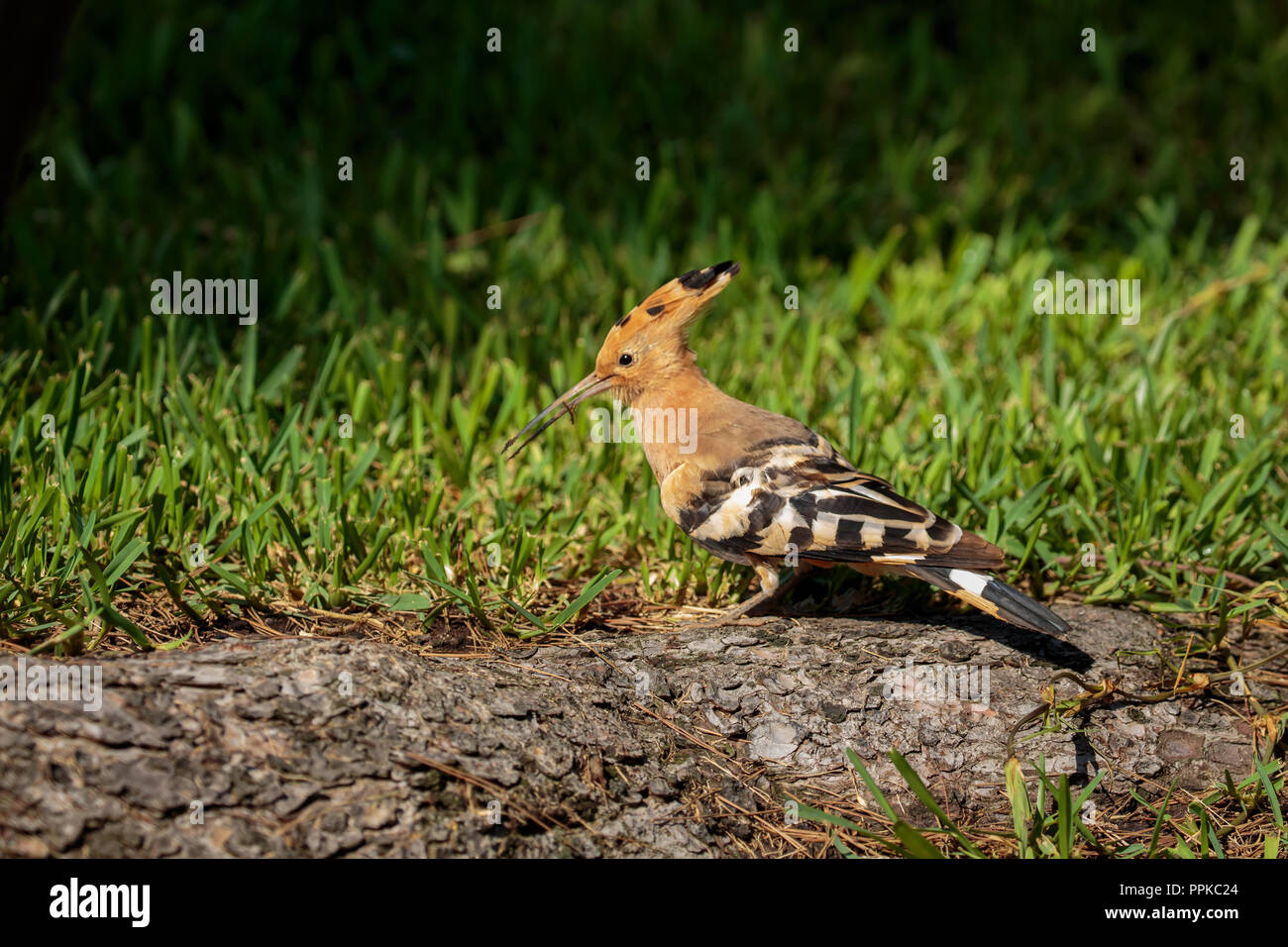 Common Hoopoe High Resolution Stock Photography and Images - Alamy