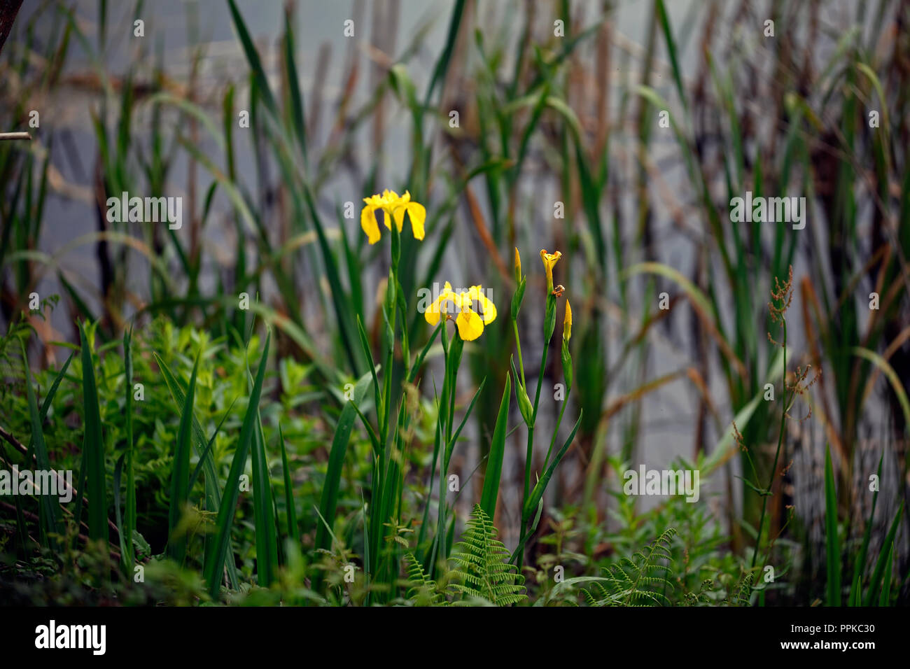Lilly in flower border hi-res stock photography and images - Alamy