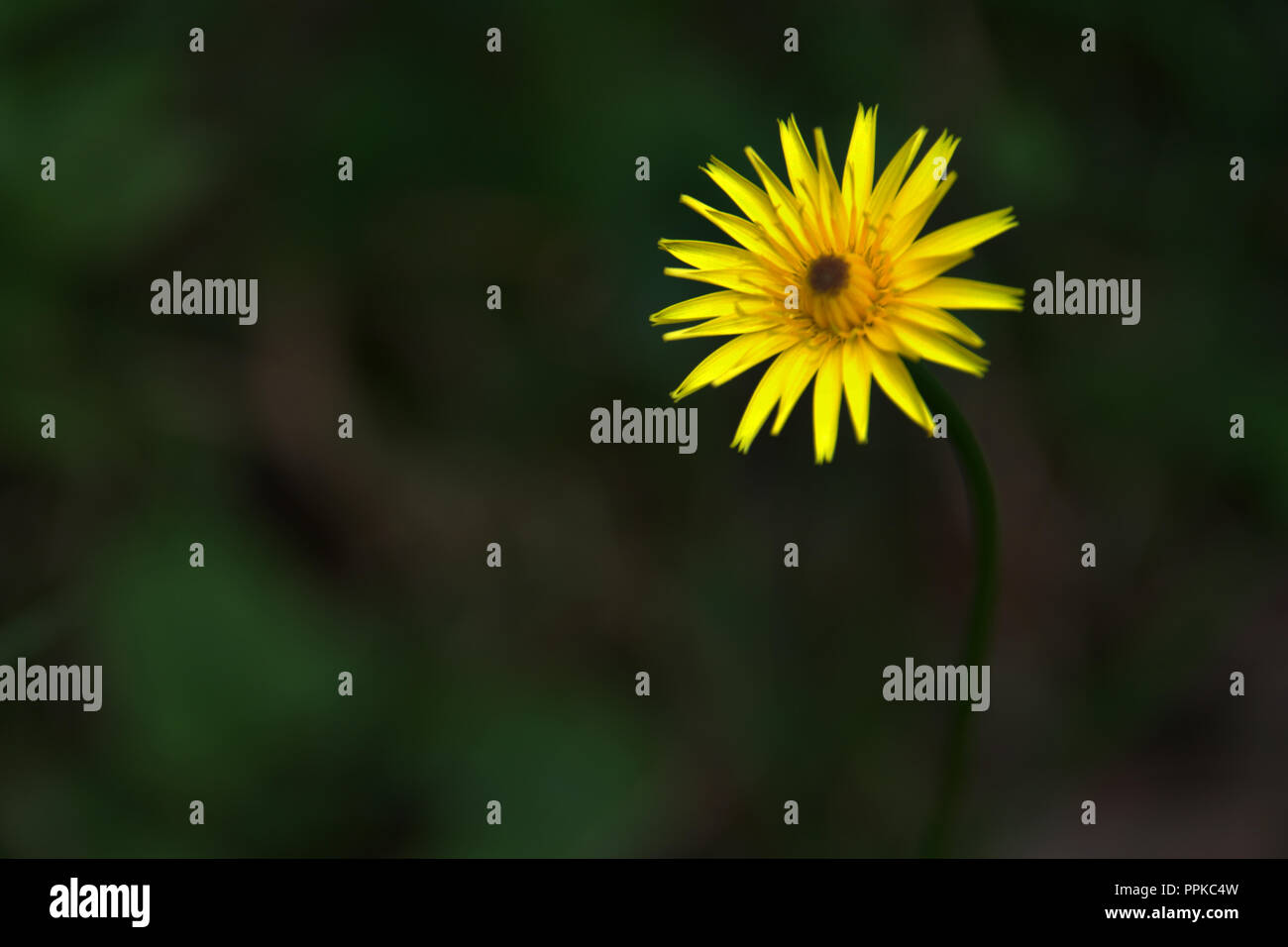 Edible weed hi-res stock photography and images - Alamy