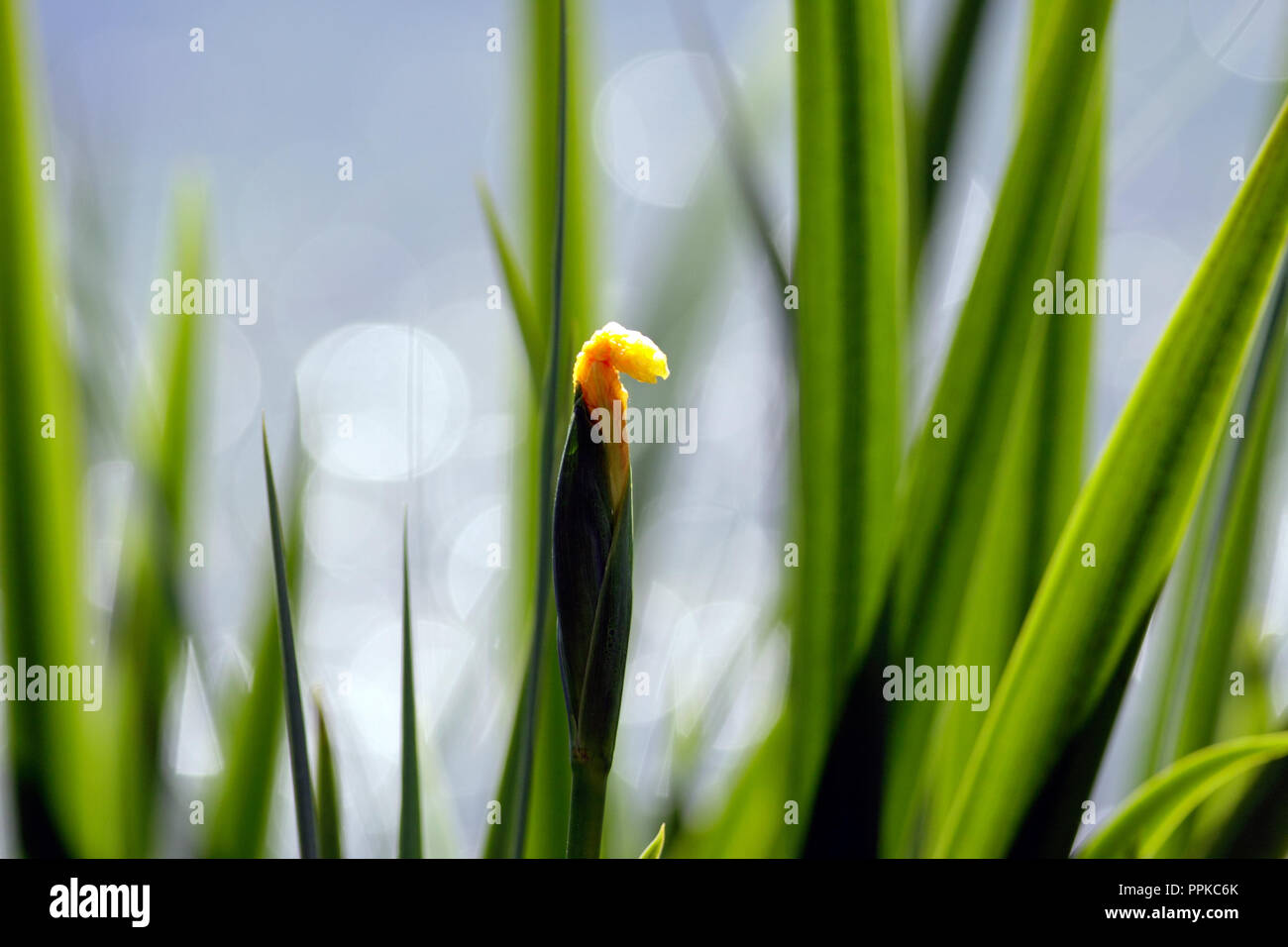 Background with wild yellow lilly in the border of a river in the north ...