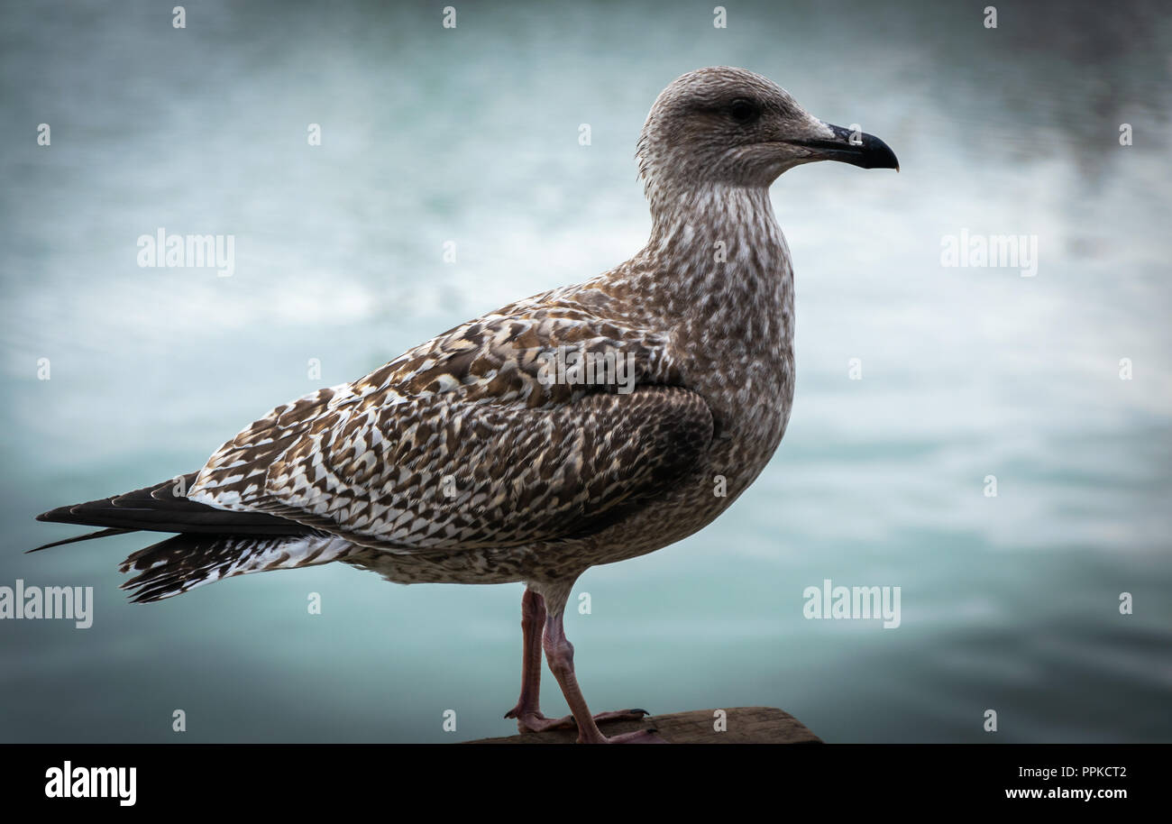 Youngseagull hi-res stock photography and images - Alamy