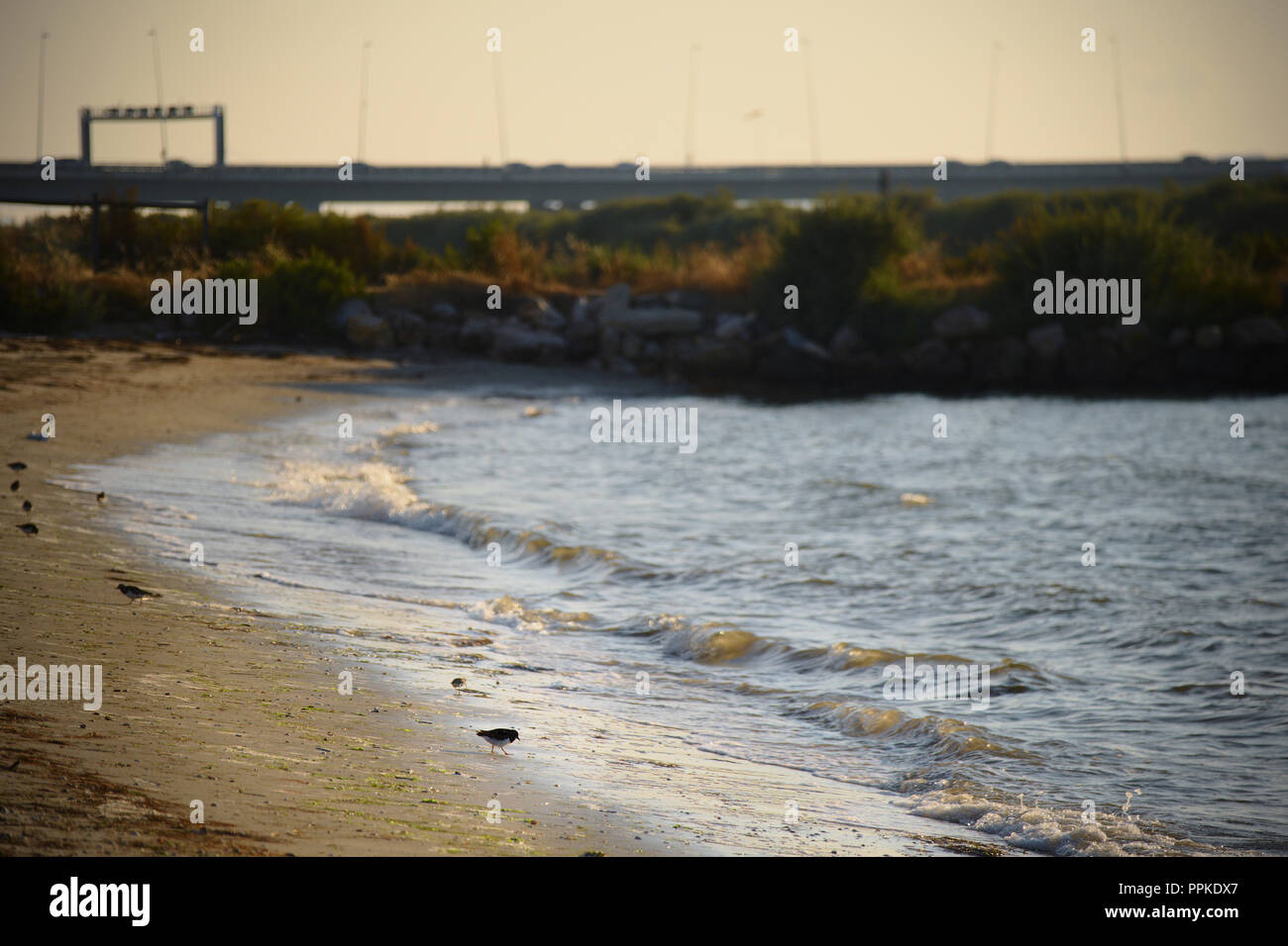 Highway wildlife viaduct hi-res stock photography and images - Alamy