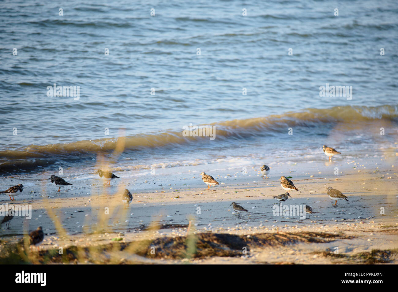 The wildlife haven of the Tagus estuary, nearby Lisbon Stock Photo - Alamy
