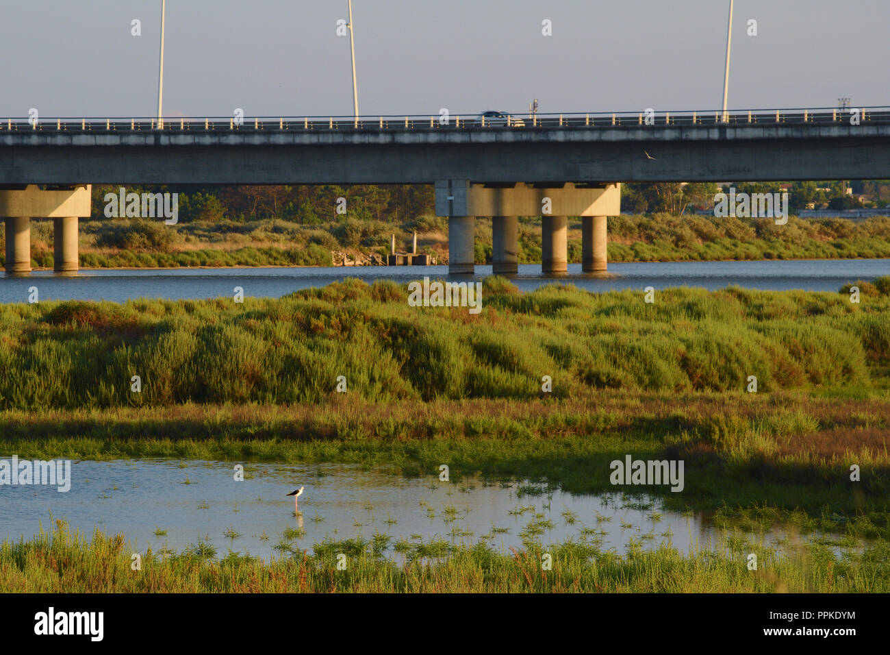 Highway passing through the protected wildlife at the Tagus Estuary ...