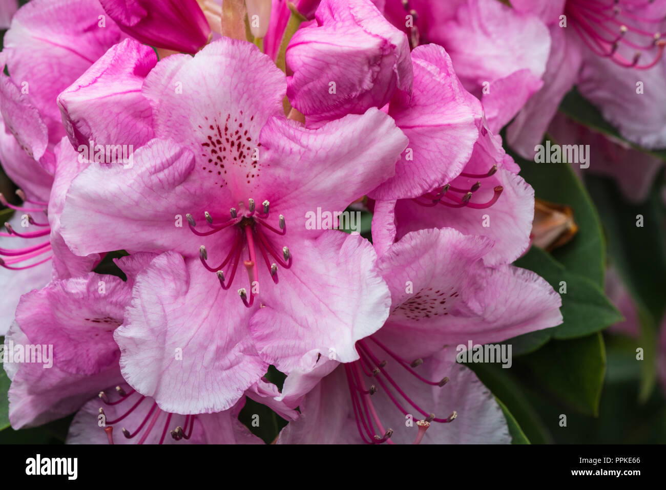Close up of a large pink flower head of the heritage variety of ...