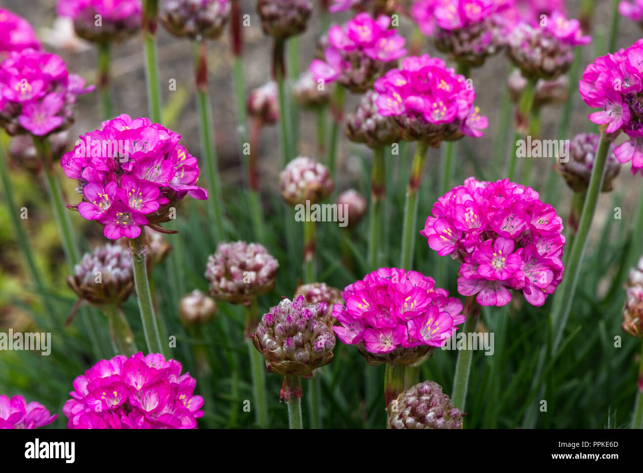 A group of intense pink flower heads of sea thrift, a coastal ...