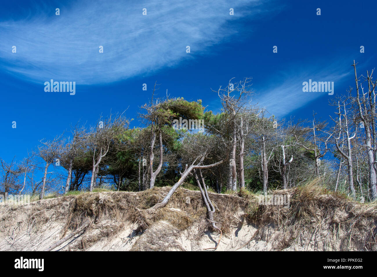 Tree on sand dune hi-res stock photography and images - Alamy