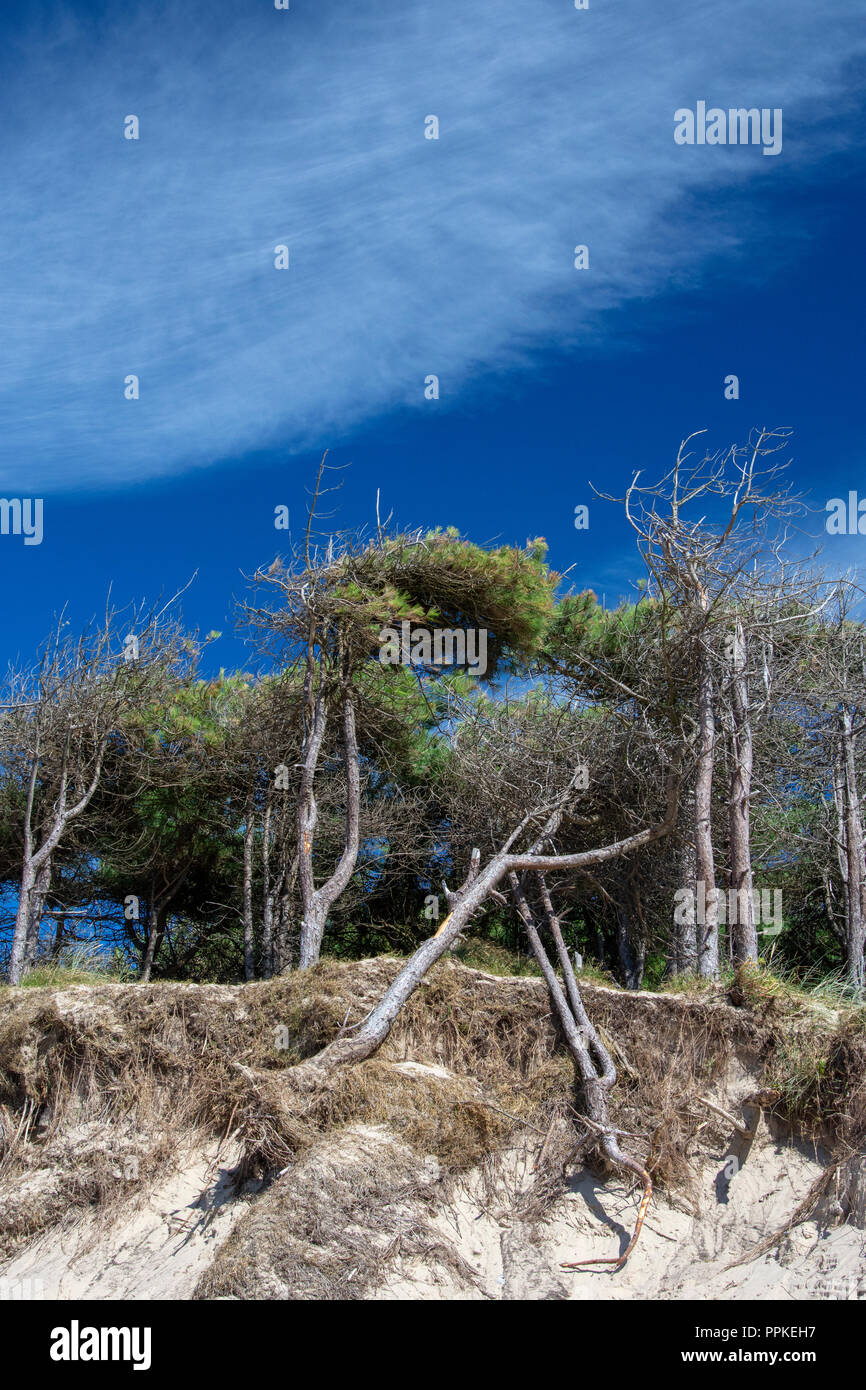 Sand and pine trees hi-res stock photography and images - Alamy