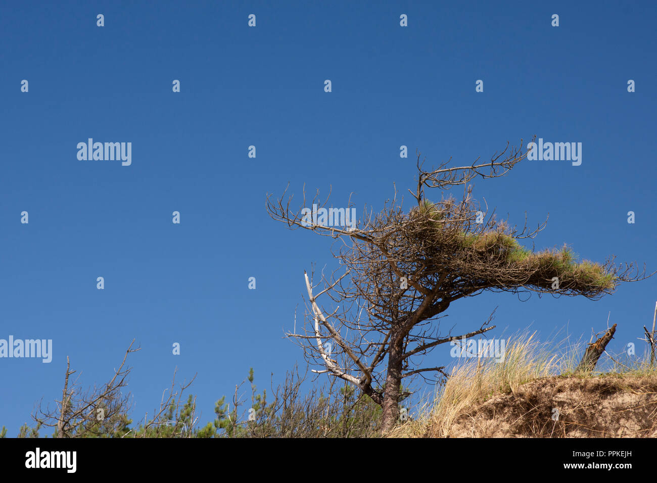Sand pine hi-res stock photography and images - Alamy