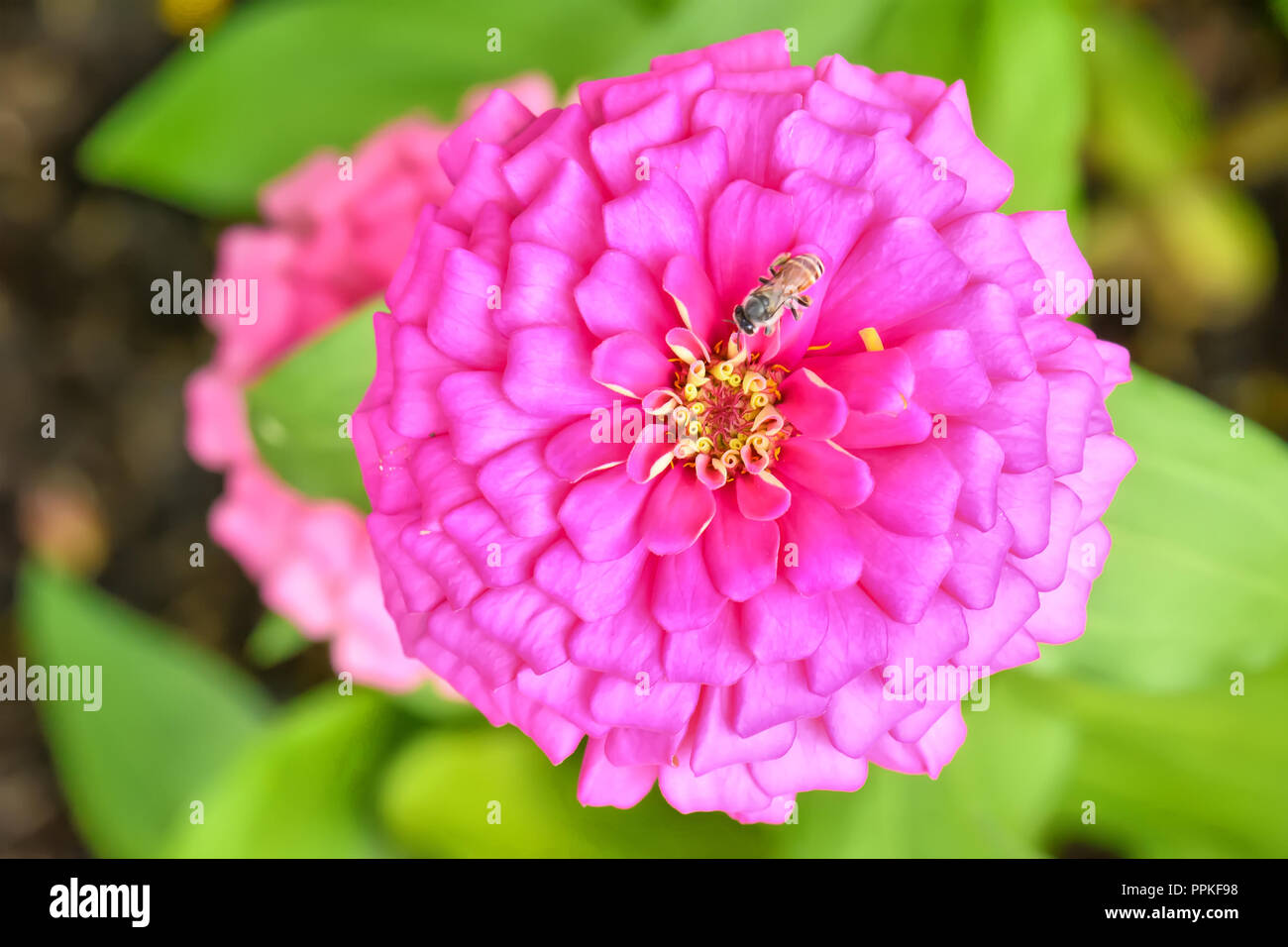 Bee eating pollen from zinnia elegans on a nature background Stock ...