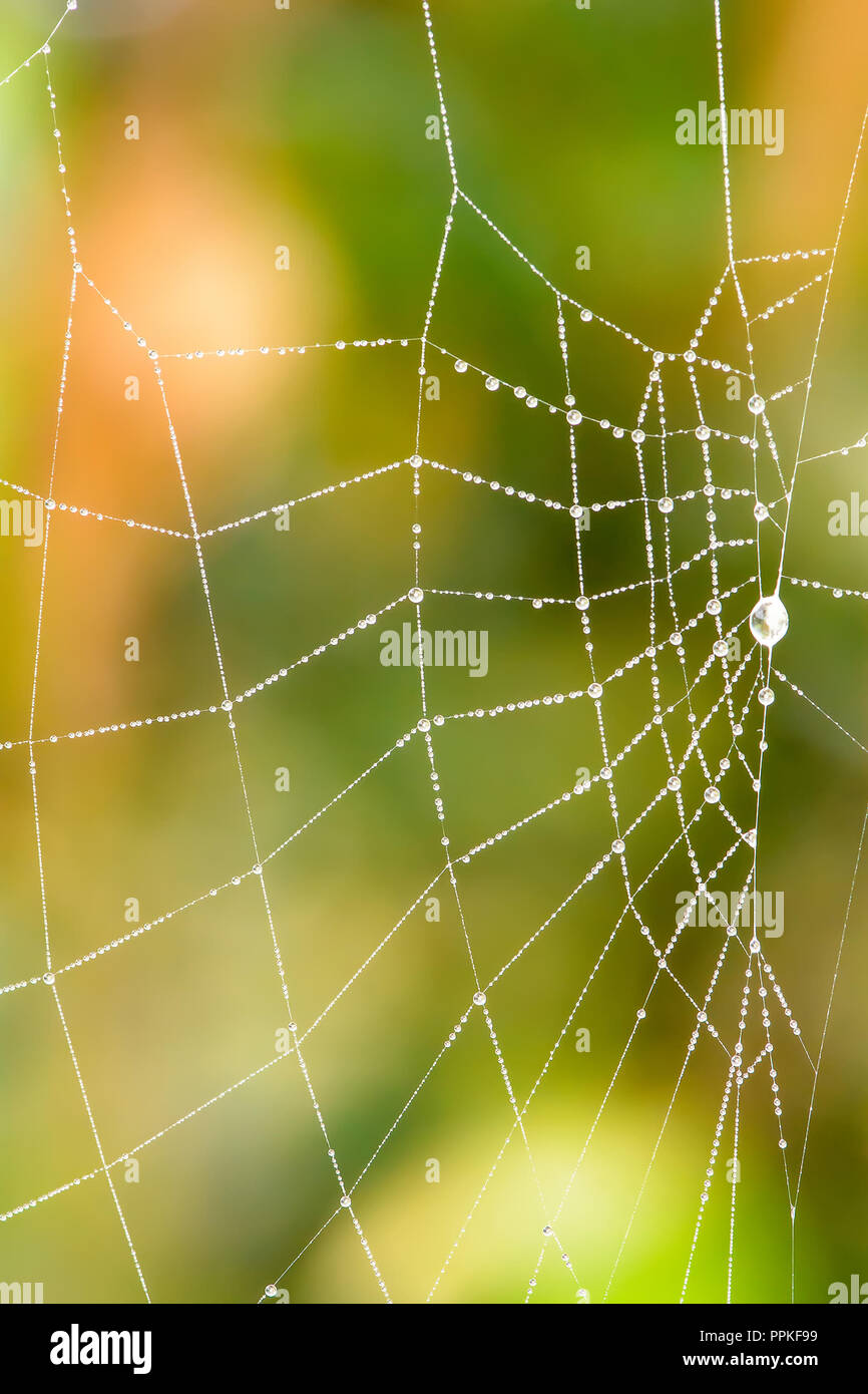 The spider webs on a nature background Stock Photo - Alamy