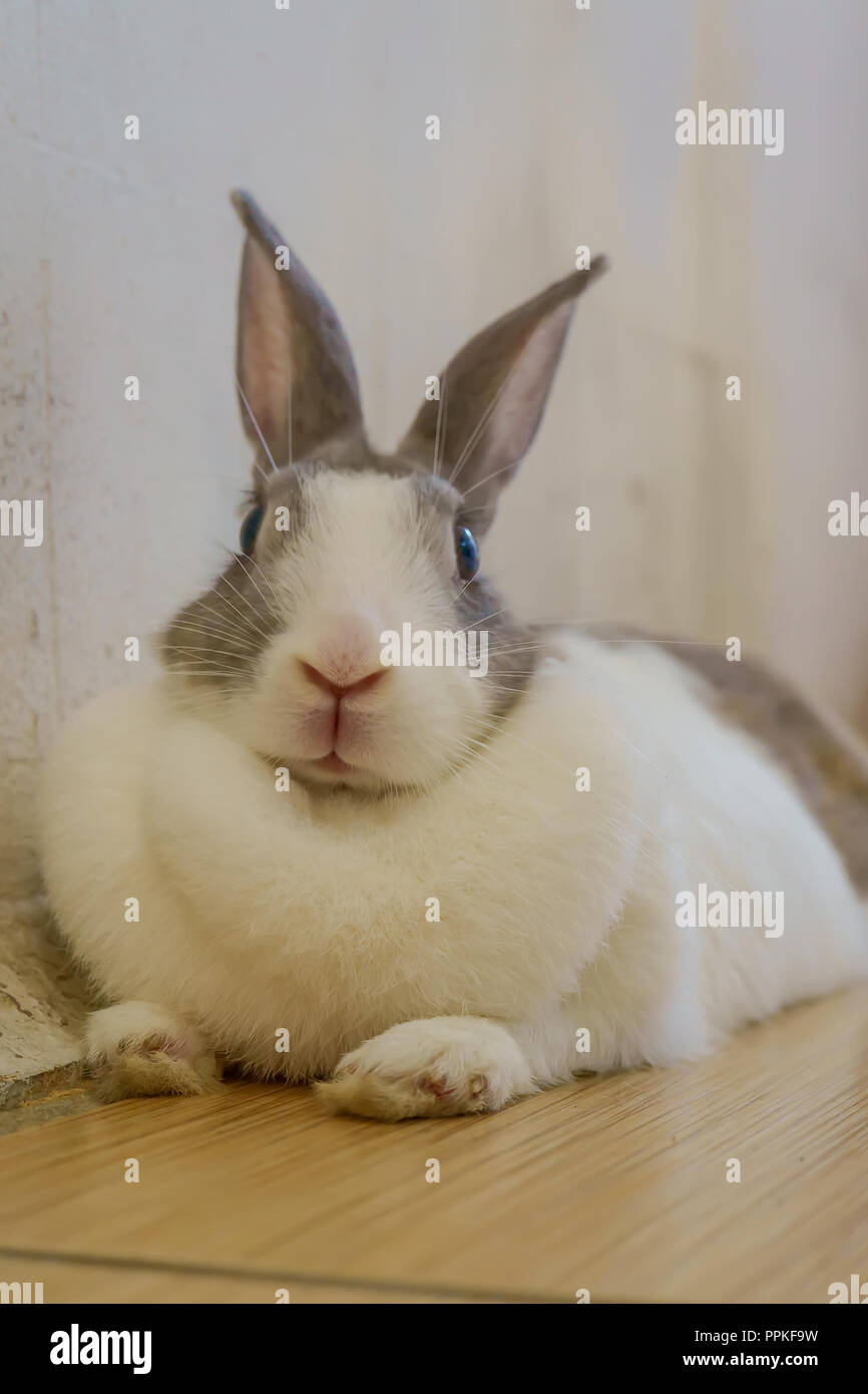 The rabbit lying on the floor tiles Stock Photo - Alamy