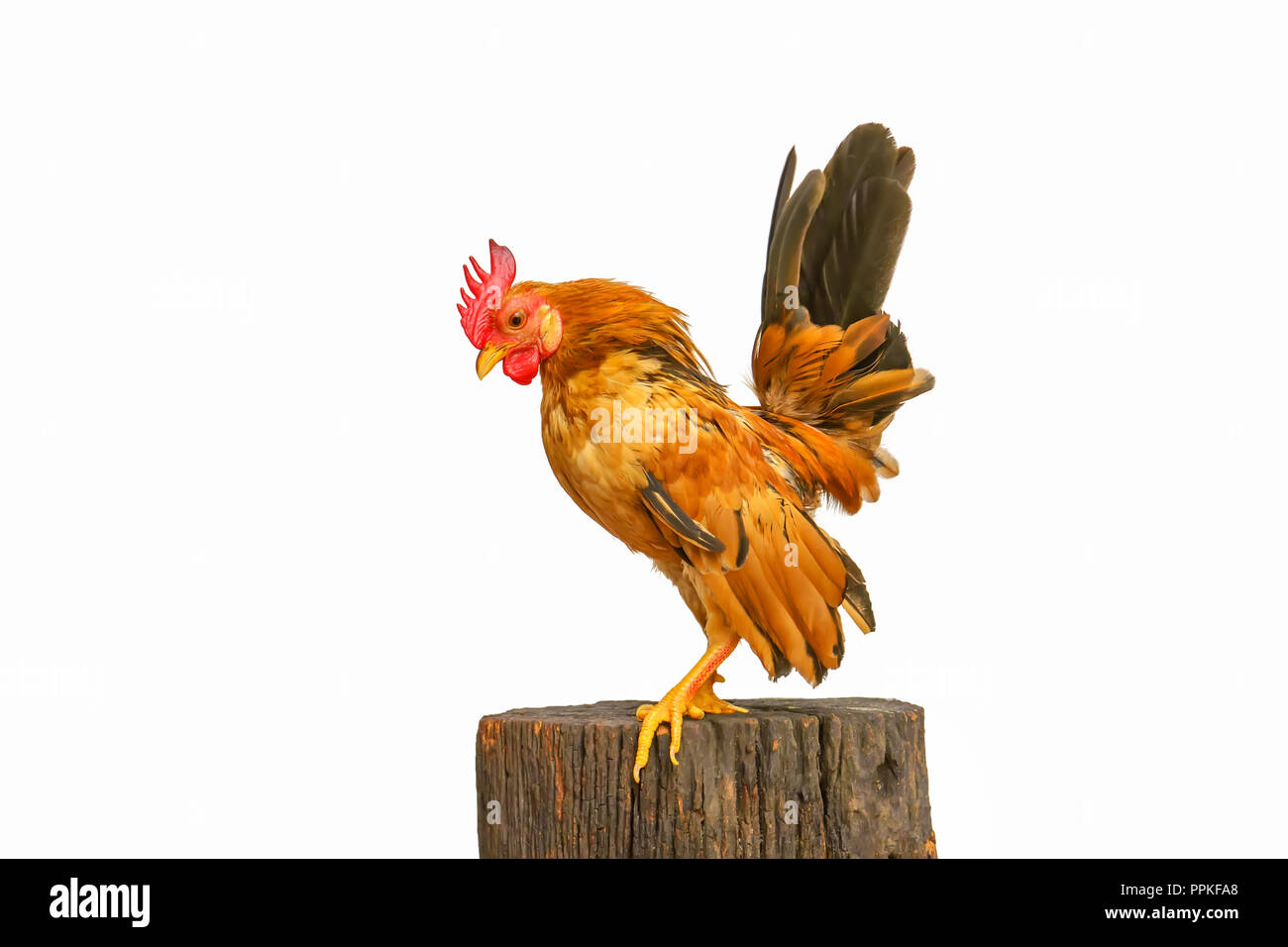 The serama or the malaysian serama are poses on the timber on a white ...