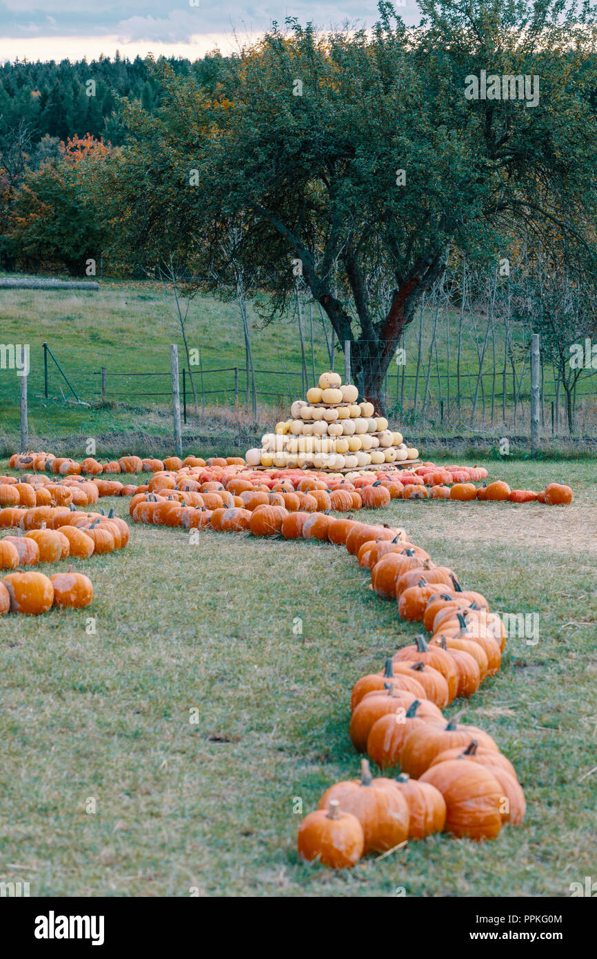 pyramid from autumn harvested pumpkins arranged for fun with color ...